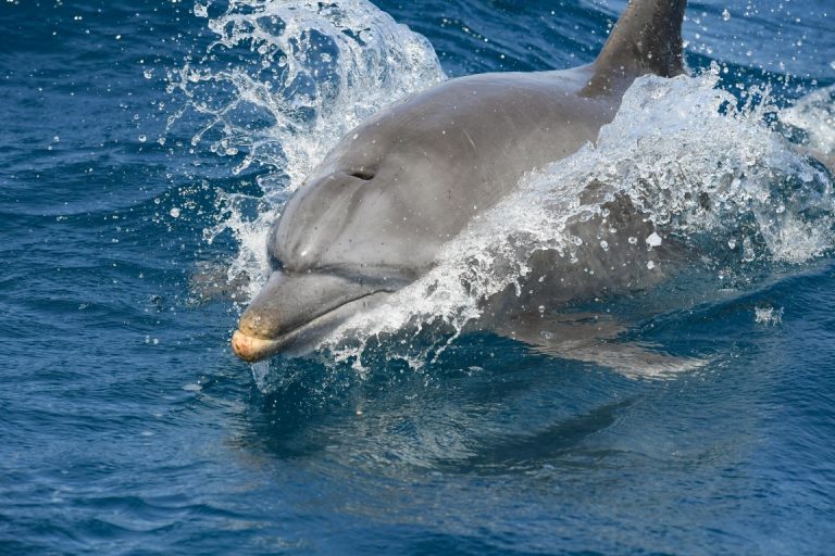 Swimming With The Dolphins - National Tourism Service Portal